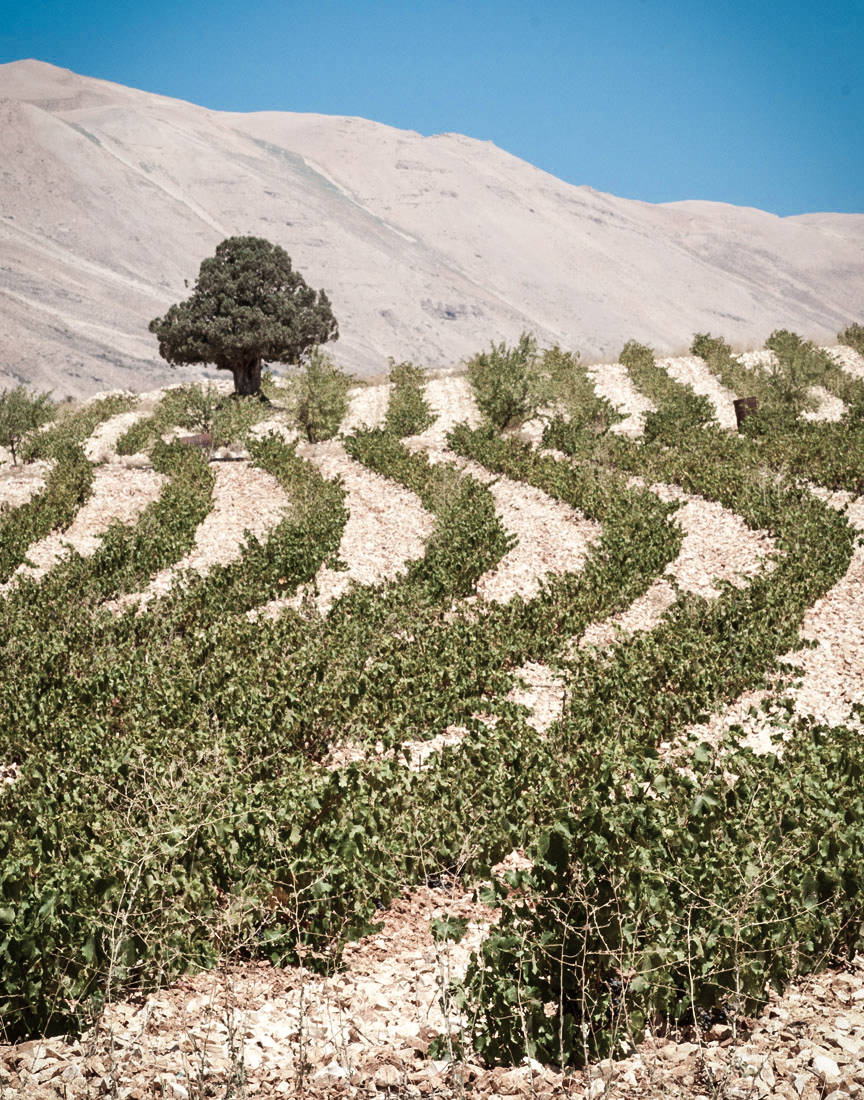 The best Lebanese wine by Michael Karam from Musar, Marsyas, Ksara