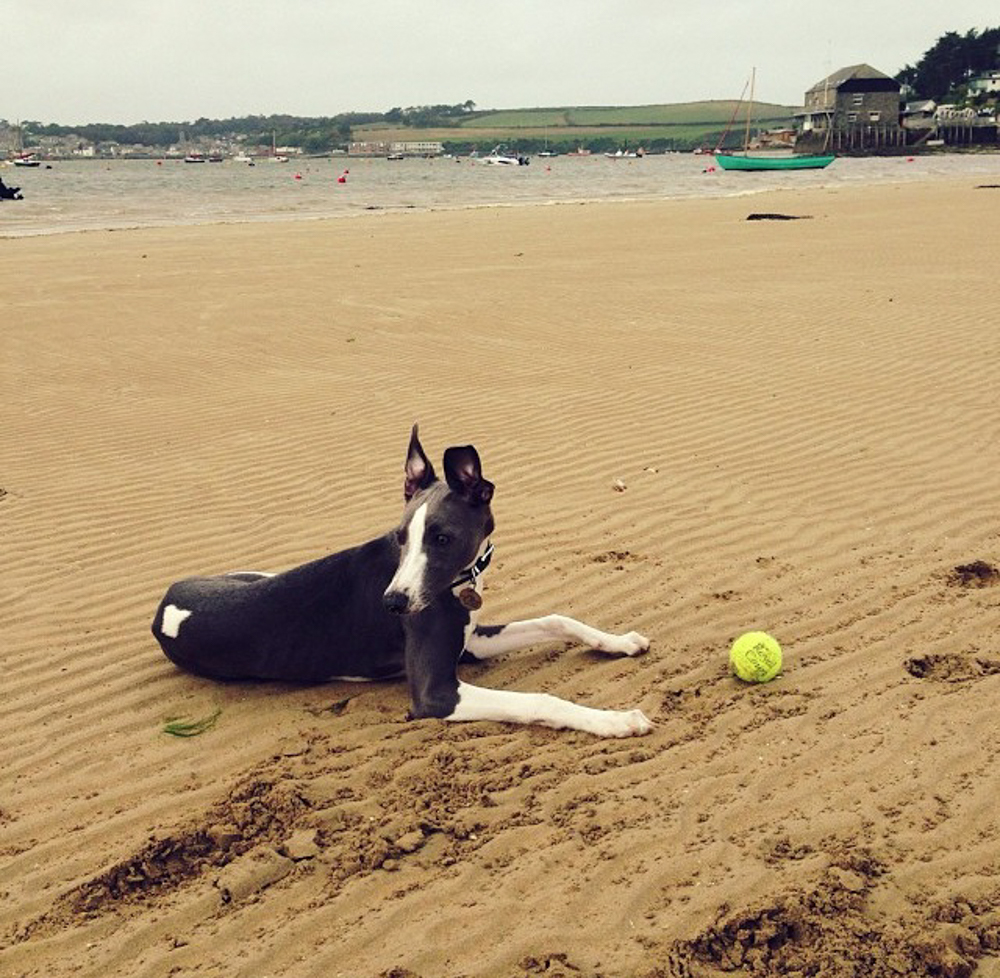 Rosie Birkett on Cornwall, Padstein and Cyril