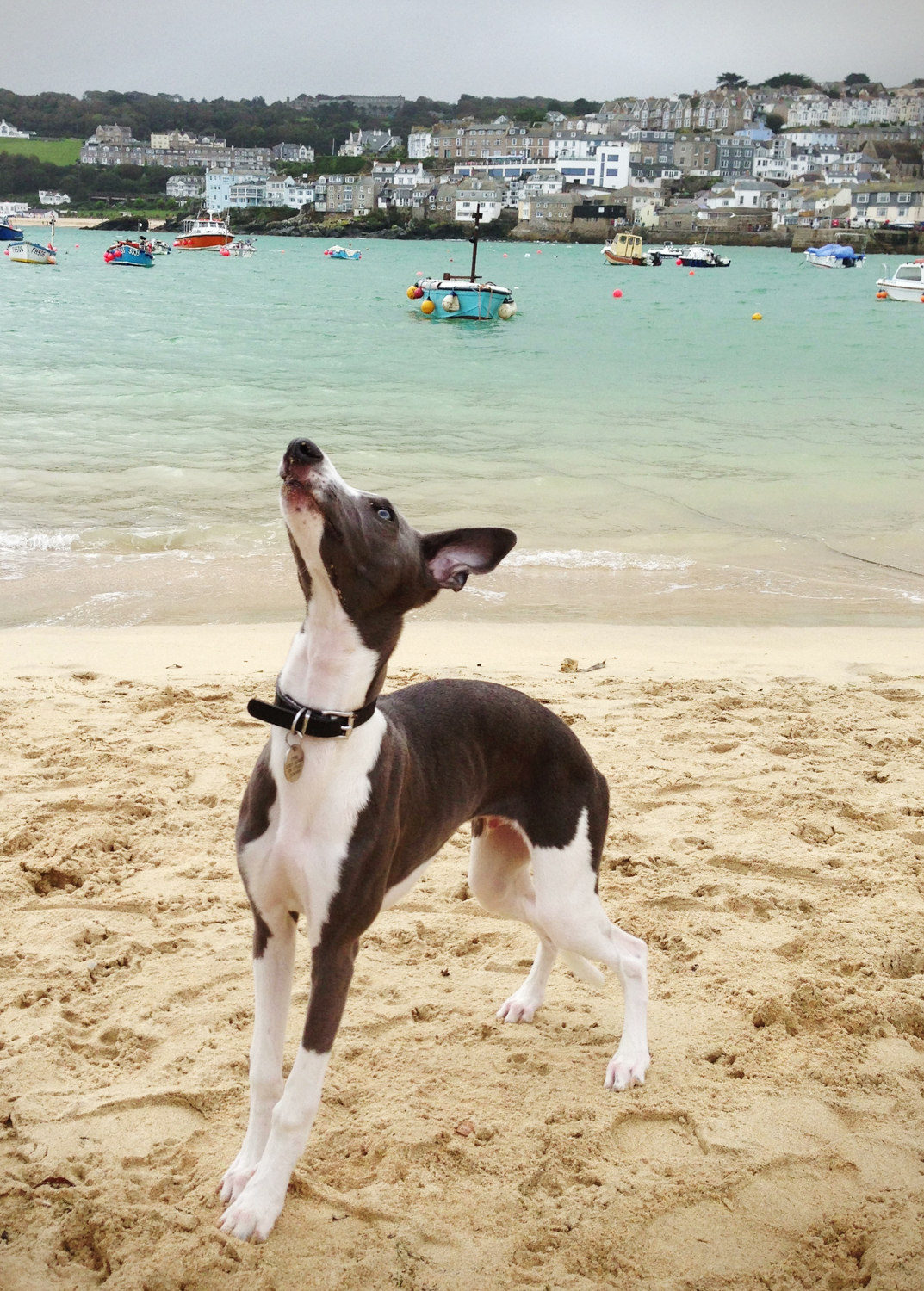 Rosie Birkett on Cornwall, Padstein and Cyril
