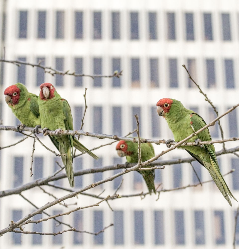 The feral parakeets of London